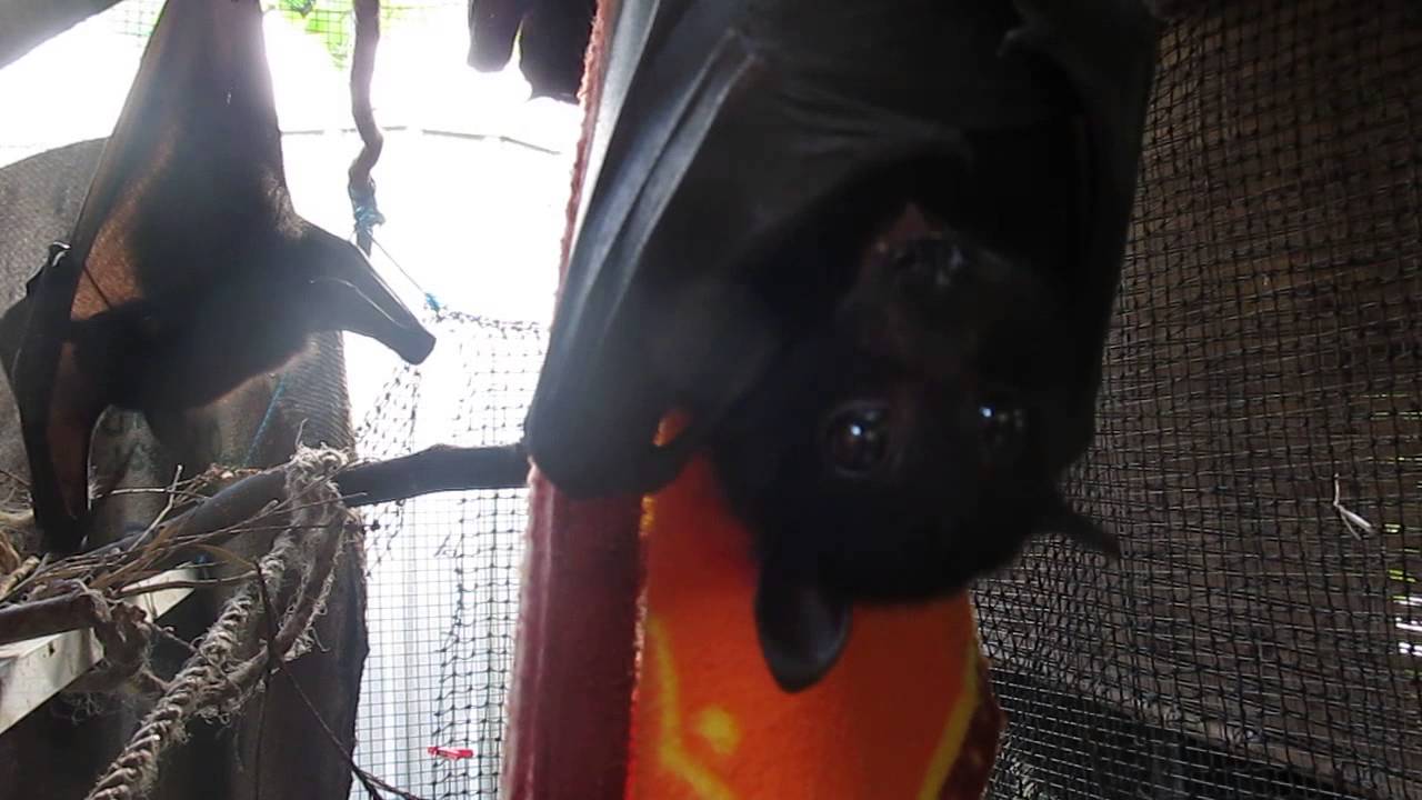 Another Bat Spits A Spat - YouTube