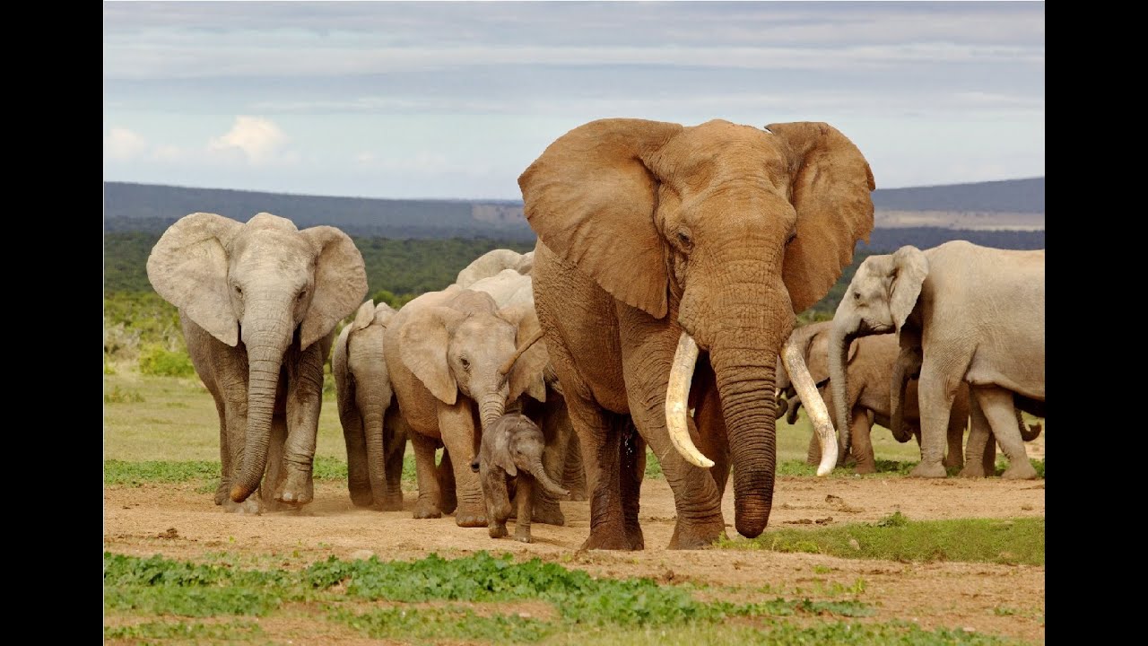 Amazing Facts About Elephants YouTube amazing-facts-about-elephants-youtube