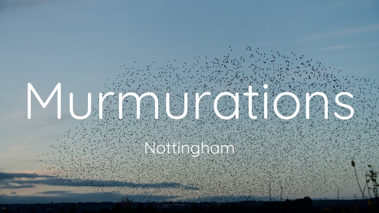 Murmurations - Netherfield Lagoons, Nottingham UK - YouTube