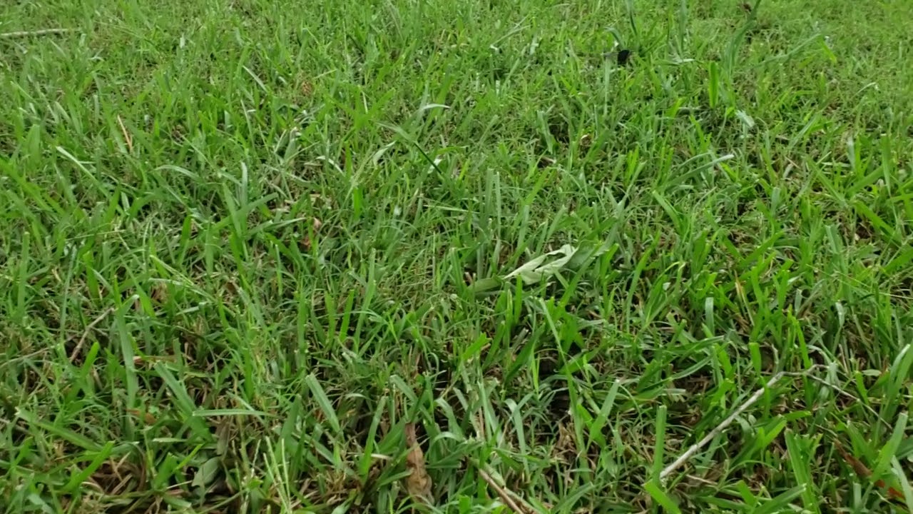 June Bug Invasion! - YouTube