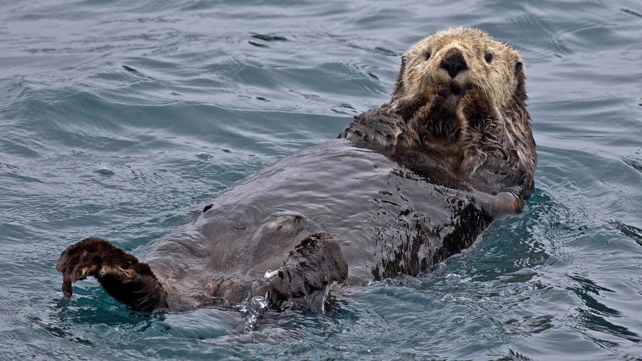 Restoring Sea Otters to Oregon - YouTube