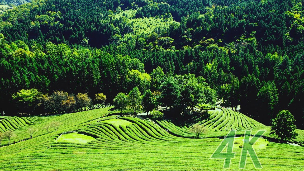 Greenery Places in the world 🌲☘️ || Beautiful Nature Video compilation ...