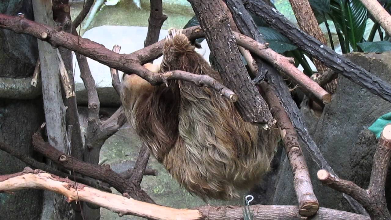 Sloth at Brookfield Zoo - YouTube