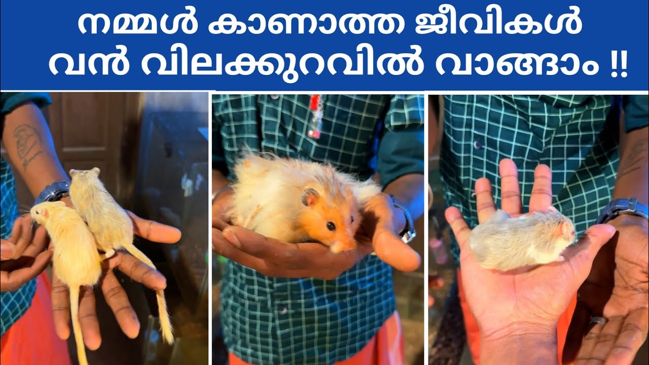 Amazing pets - YouTube