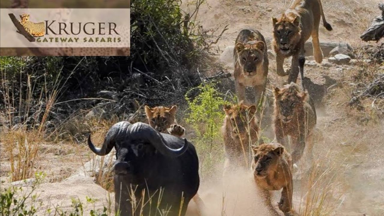 Lifetime sighting. Pride of Lion hunts a Buffalo. Please mute sound ...