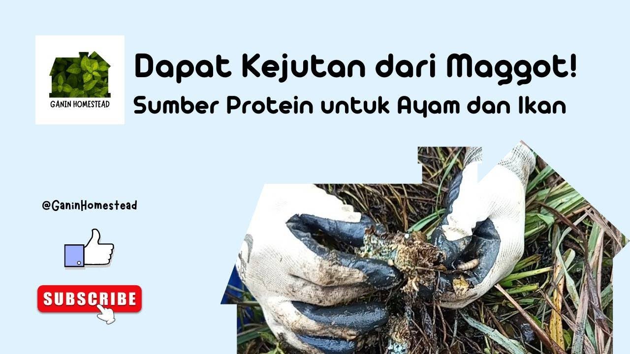 Membuat Pupuk Organik Cair, Malah Maggot Datang Tanpa Diundang 😍 - YouTube