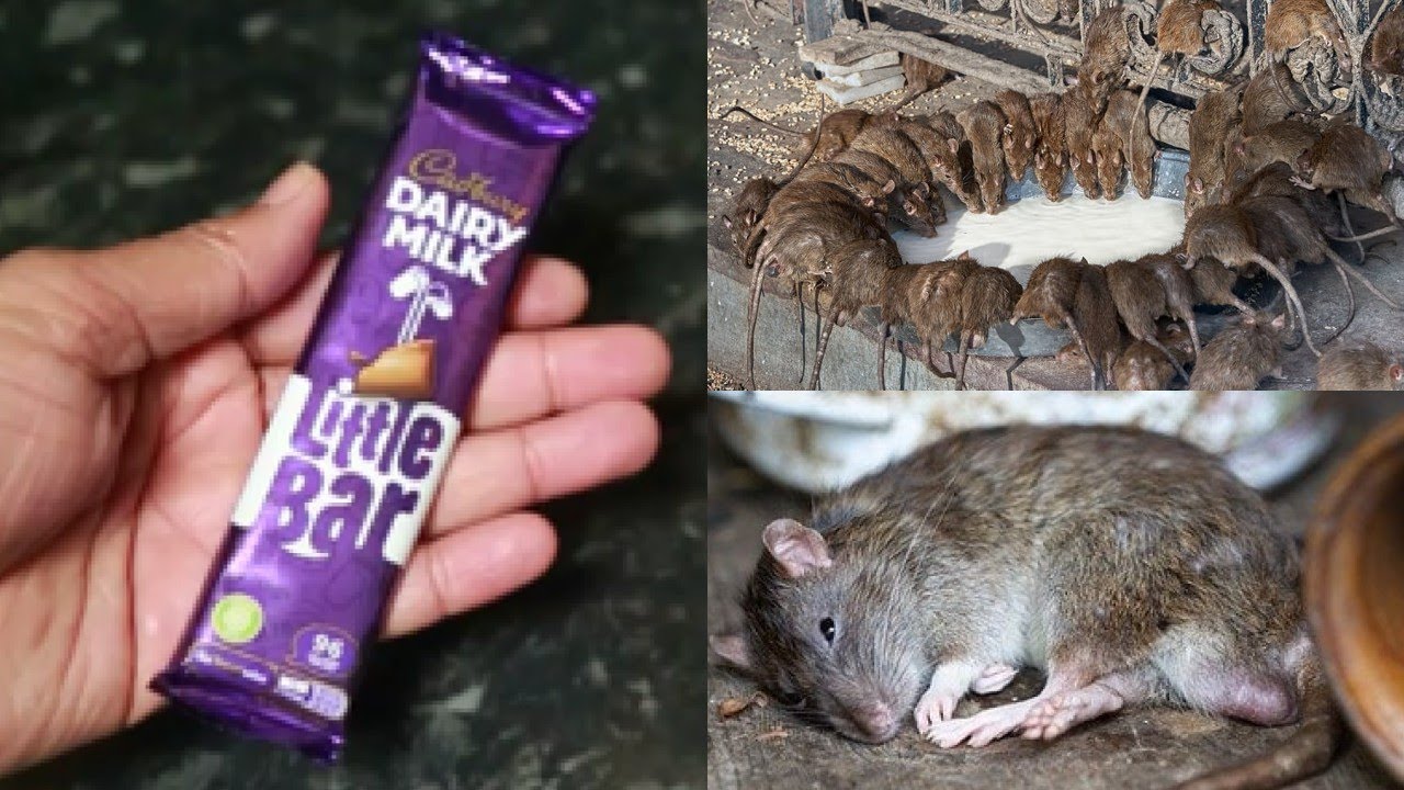 MAGIC DAIRY MILK | JUST ONE MINUTE || How To Get Rid of Mouse Rats ...