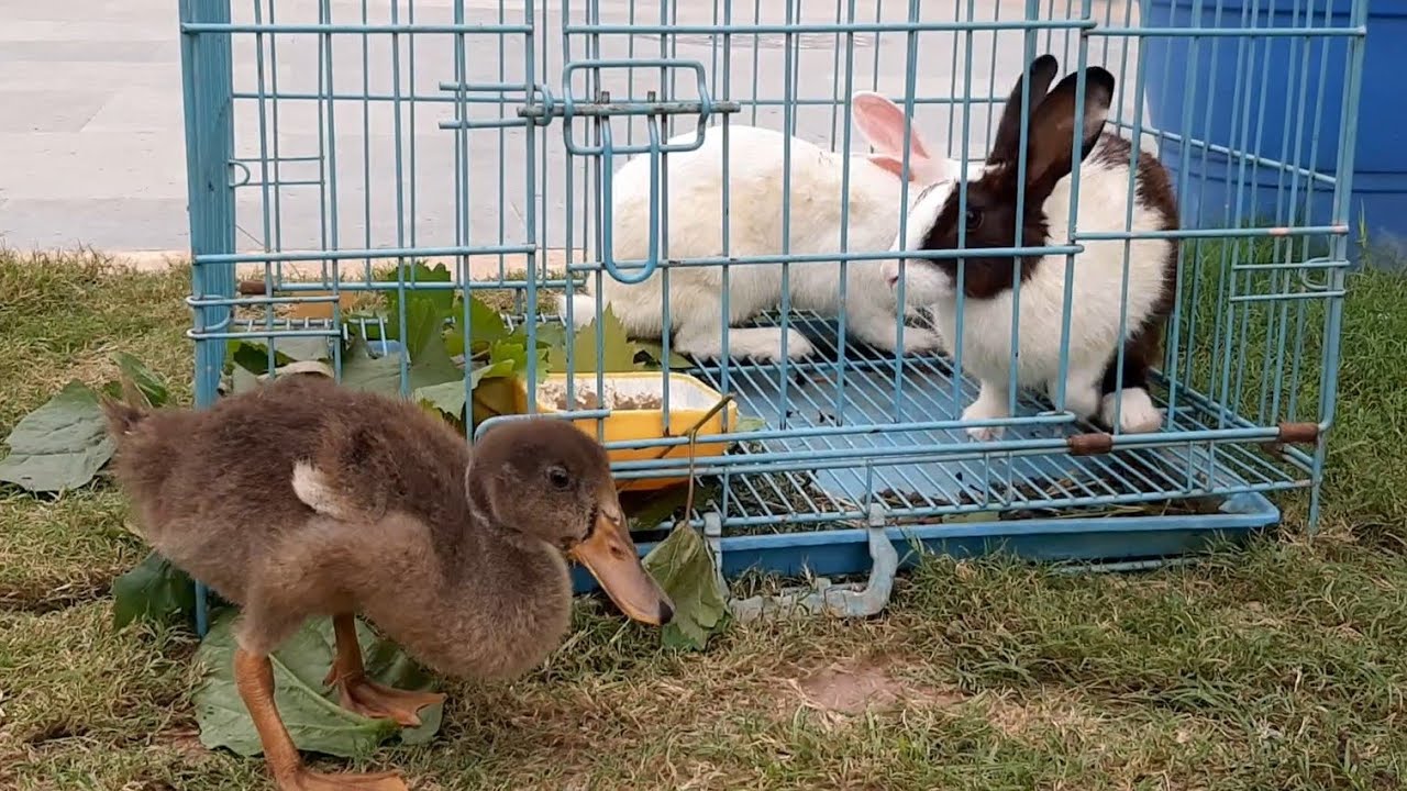 Amazing Animal Friendship | Duck and Rabbits - YouTube