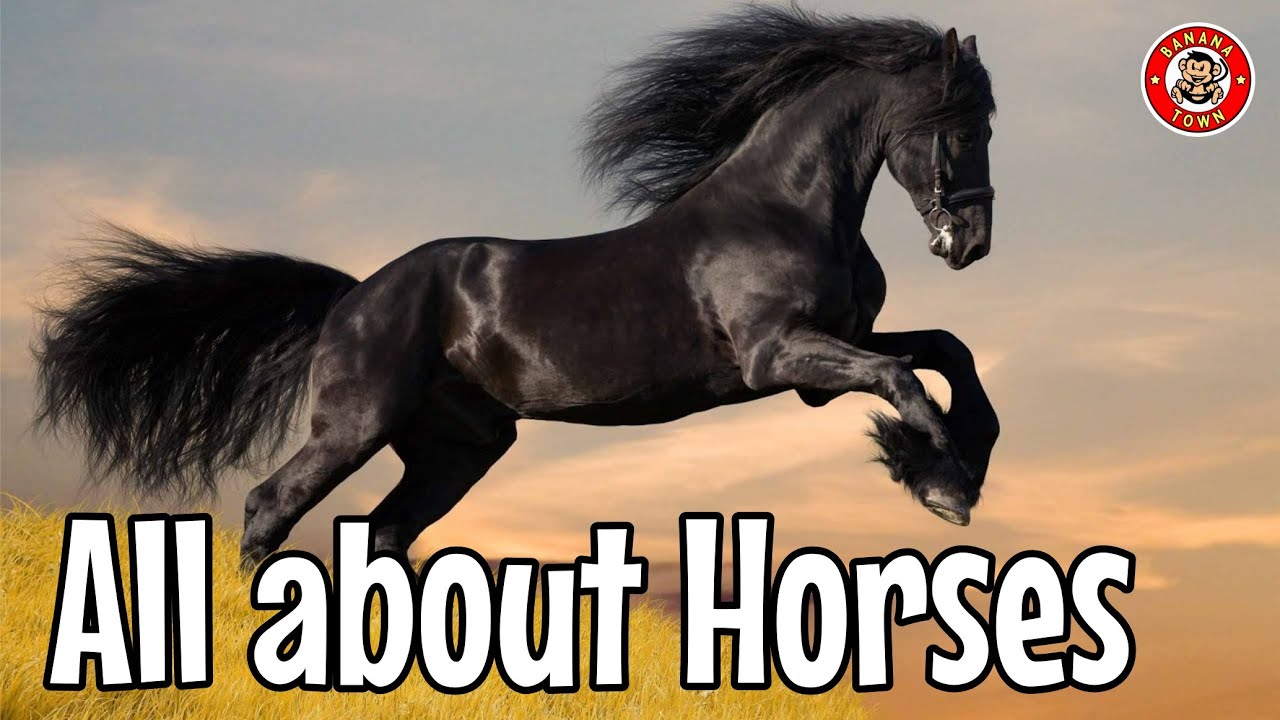 Learn about Horses | Fun Kids Educational Videos | Horse Facts #animals ...