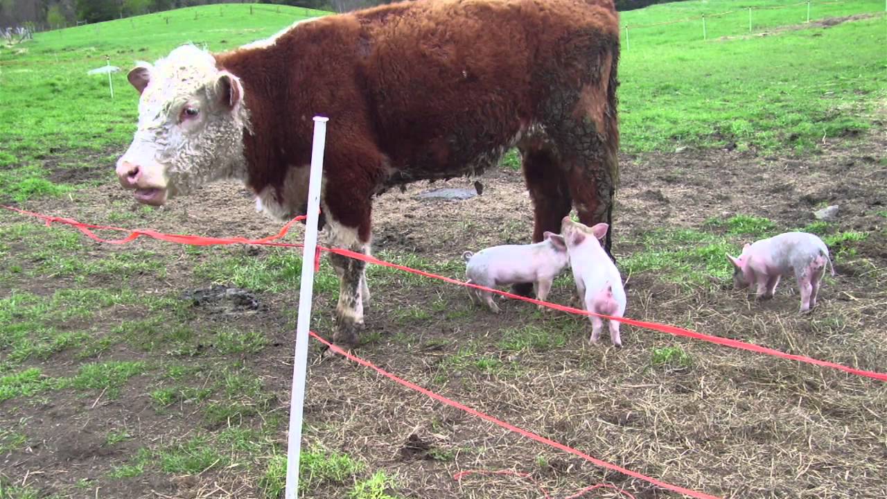 Haynes Family Farm | Our Hometown: Colebrook - YouTube