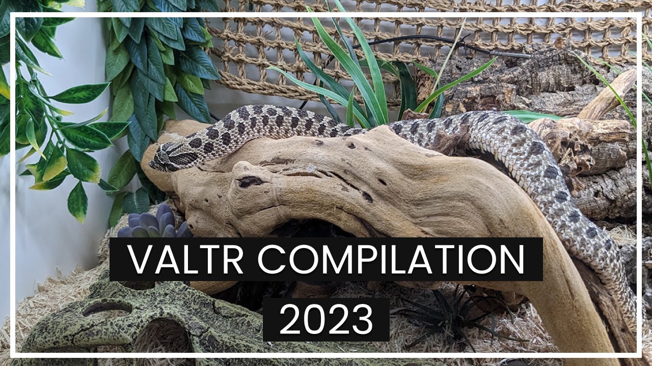 Valtr Compilation // 2023 - YouTube