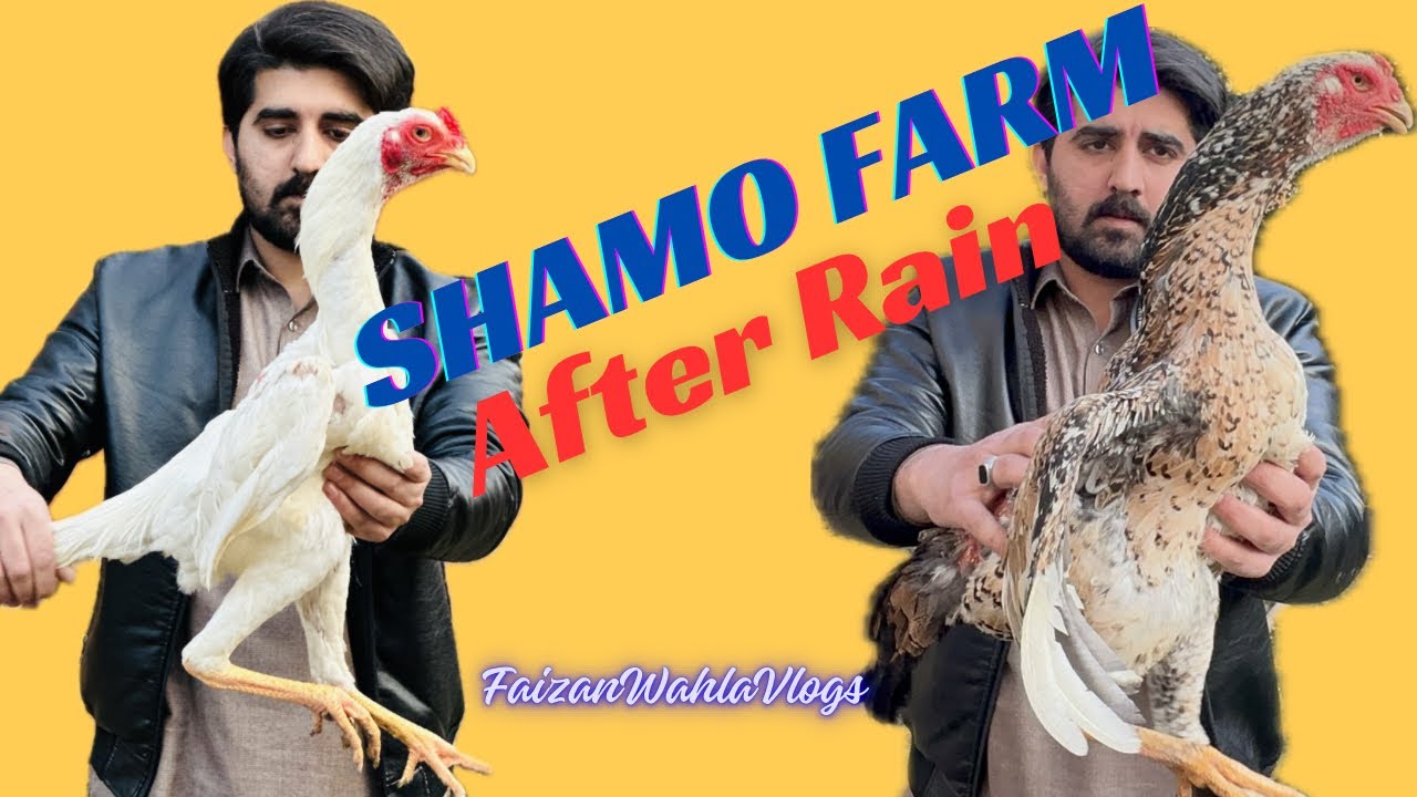Shamo Farm Condition After Heavy Rain🏞️ - YouTube