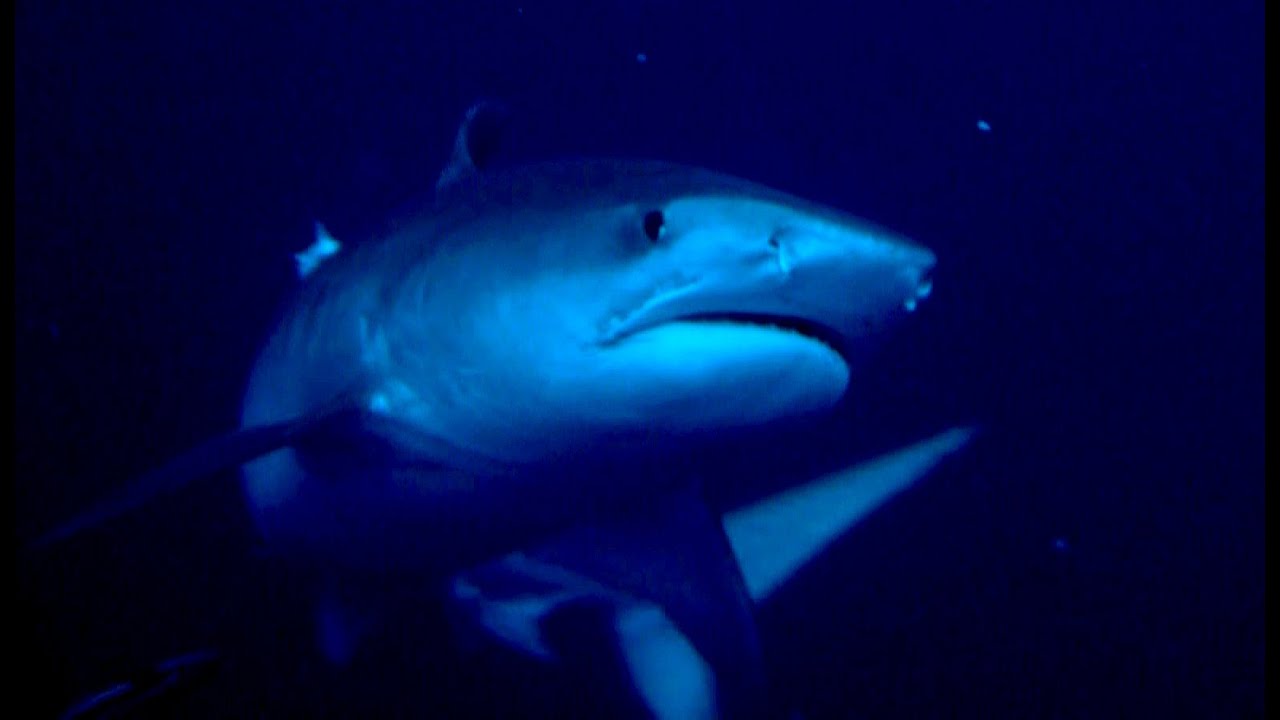 Diving South Africa´s Protea Banks - sharks and more - YouTube