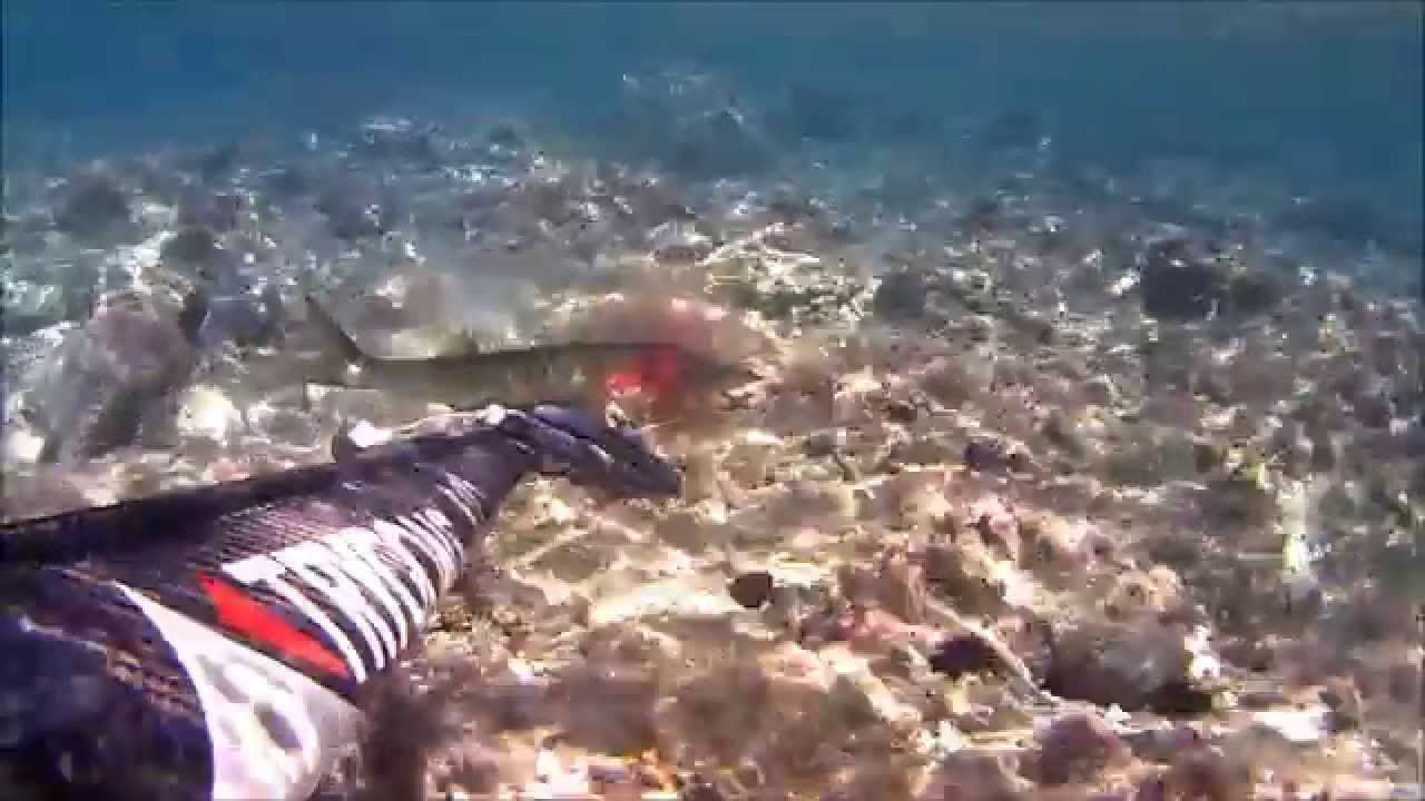 Ρηχό ψαροντούφεκο SHALLOW WATER SPEARFISHING "G LAVRAX"3 - YouTube