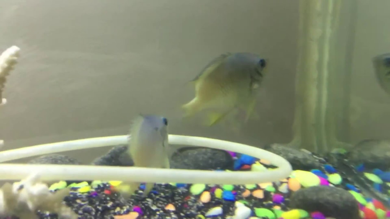 Marine aquarium, moon wrasse fish, Thalassoma Lunare HD - YouTube
