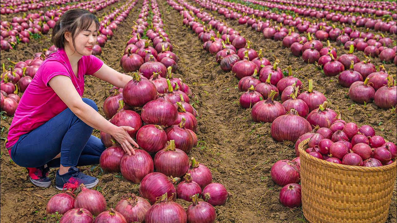 Harvesting GIANT Red Onions to Sell | Massive Traditional Onion Soup ...