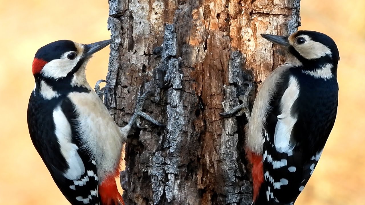 Il Picchio rosso maggiore, Dendrocopos major, in Italia. - YouTube