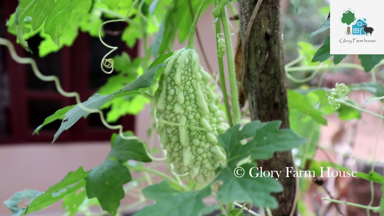 പാവല്‍ കൃഷിയില്‍ മികച്ച വിളവു ലഭിക്കാന്‍ ഈ കാര്യങ്ങള്‍ ഓര്‍ത്തിരിക്കുക ...