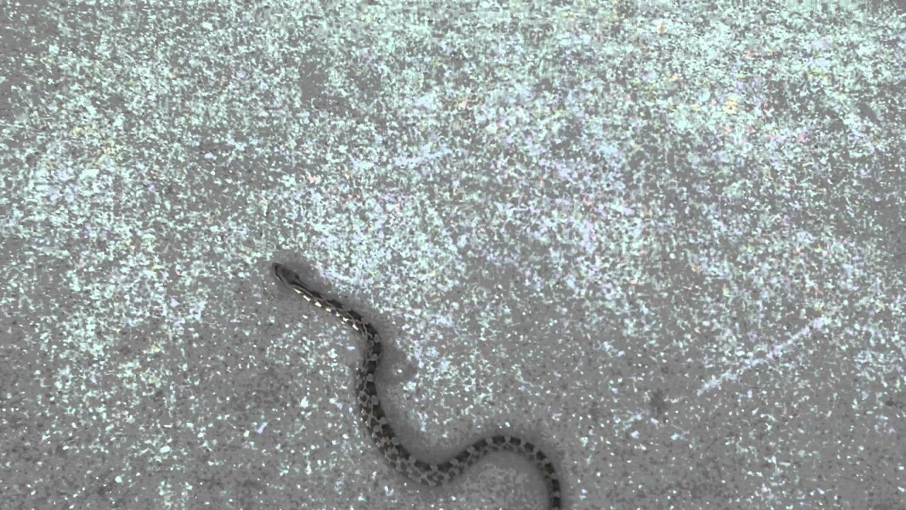 Found a snake at work - YouTube