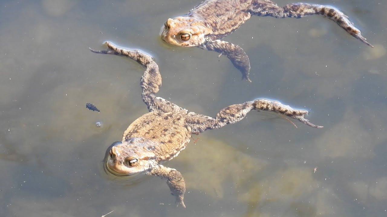 Frogs Chilling on the Water and in the Water - YouTube