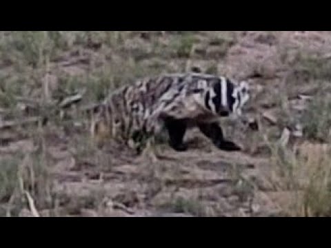 09-02-23: Wildlife Sighting: Badger - YouTube