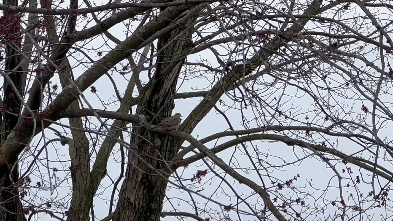 Dove rides the wind - YouTube