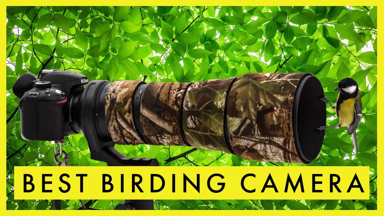 Best Birding Camera in 2021 - YouTube