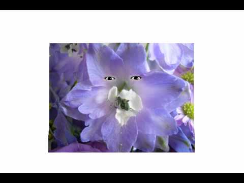 Fart Sync: Purple Flower Version2 - YouTube