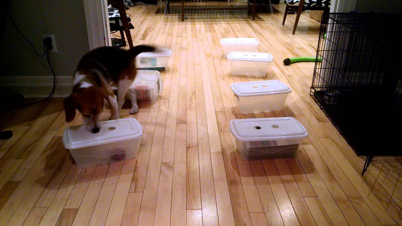 scent detection examples - YouTube