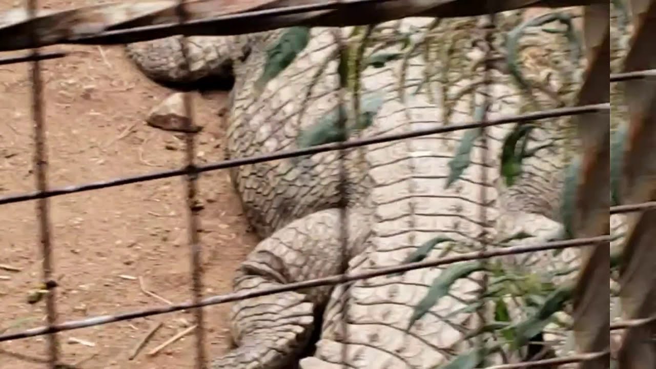 MAMBA VILLAGE |CROCODILE🐊 |VLOG |DALXIIS IYO YIXAAS🐊 - YouTube