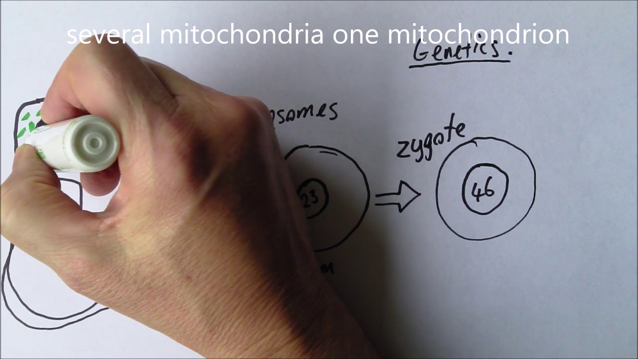 Introducing Genetics 1, Life cycles and inheritance - YouTube
