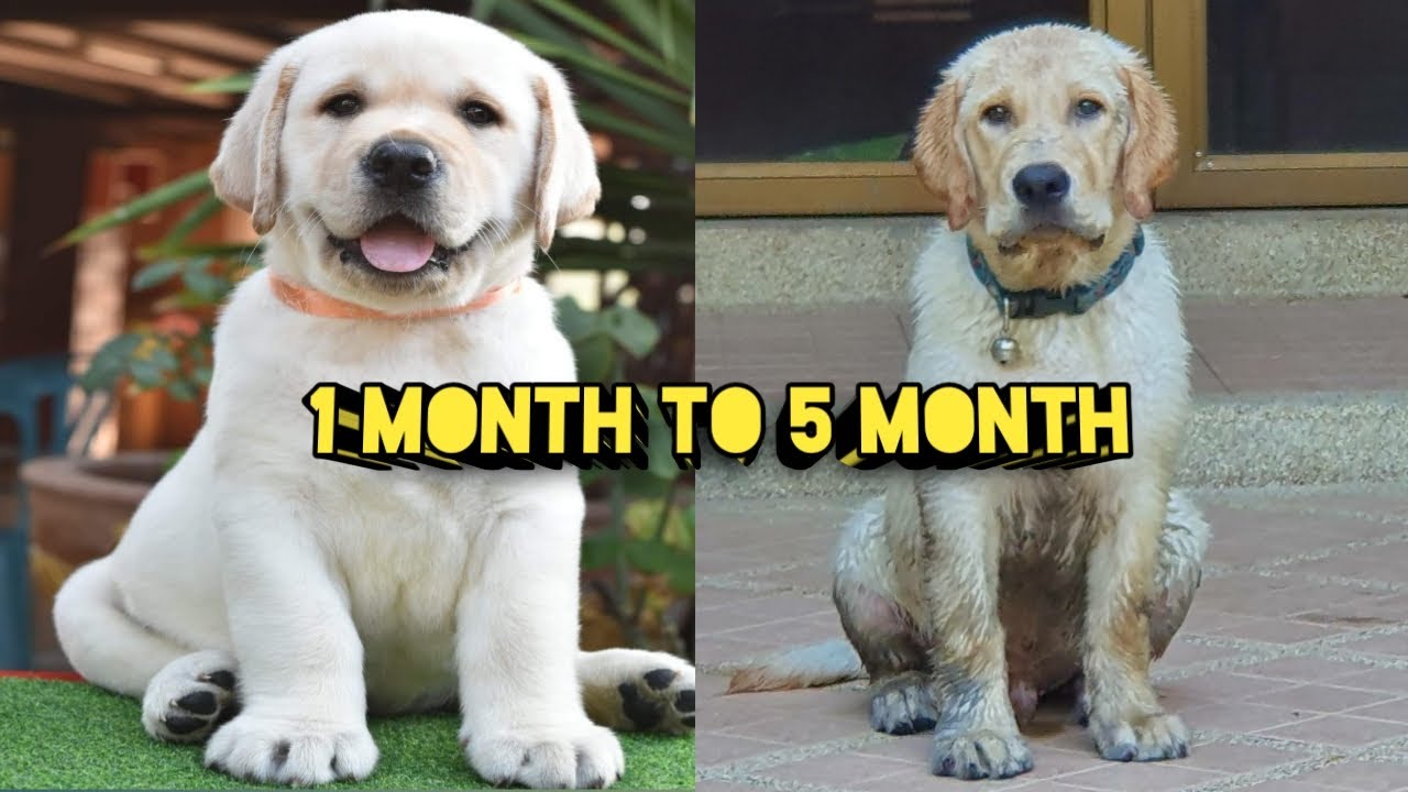 วิวัฒนาการของลูกหมาลาบราดอร์จาก 1 เดือนถึง 5 เดือน [The Evolution of ...