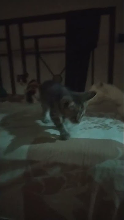 di tinggal pergi sebentar. sudah tiduran di kasur semua 🐈 #shorts - YouTube