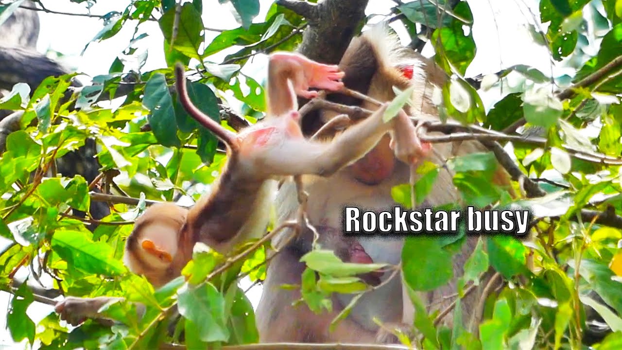 Silent mother Rozy but so busy monkey Rockstar on the high tree due to Mom getting upset - YouTube