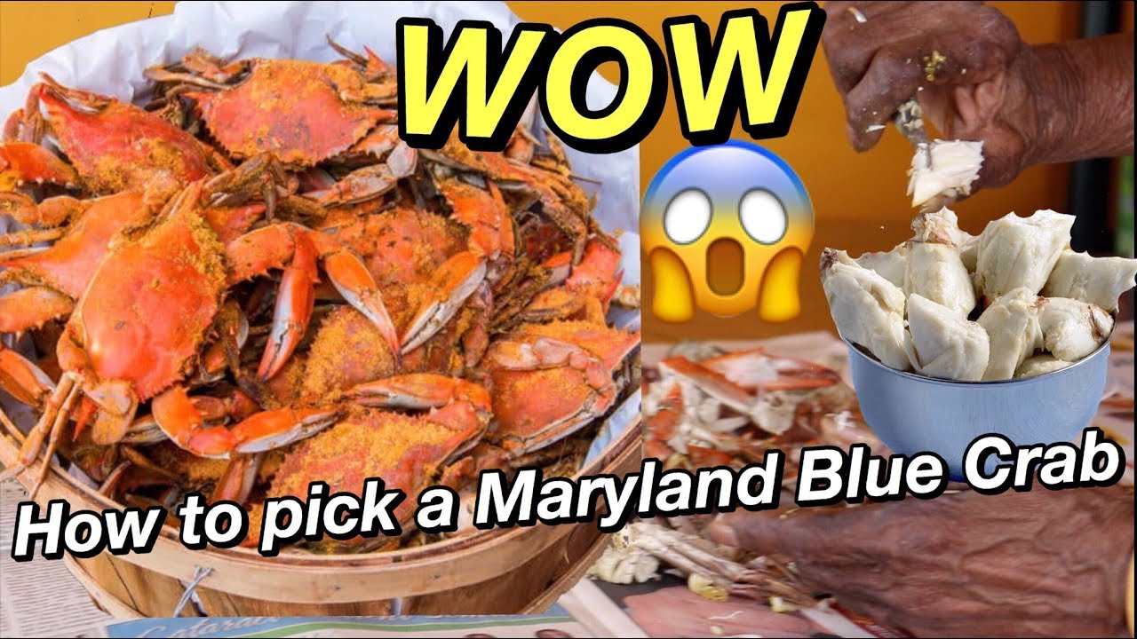 How to pick a steamed Maryland Blue Crab - YouTube