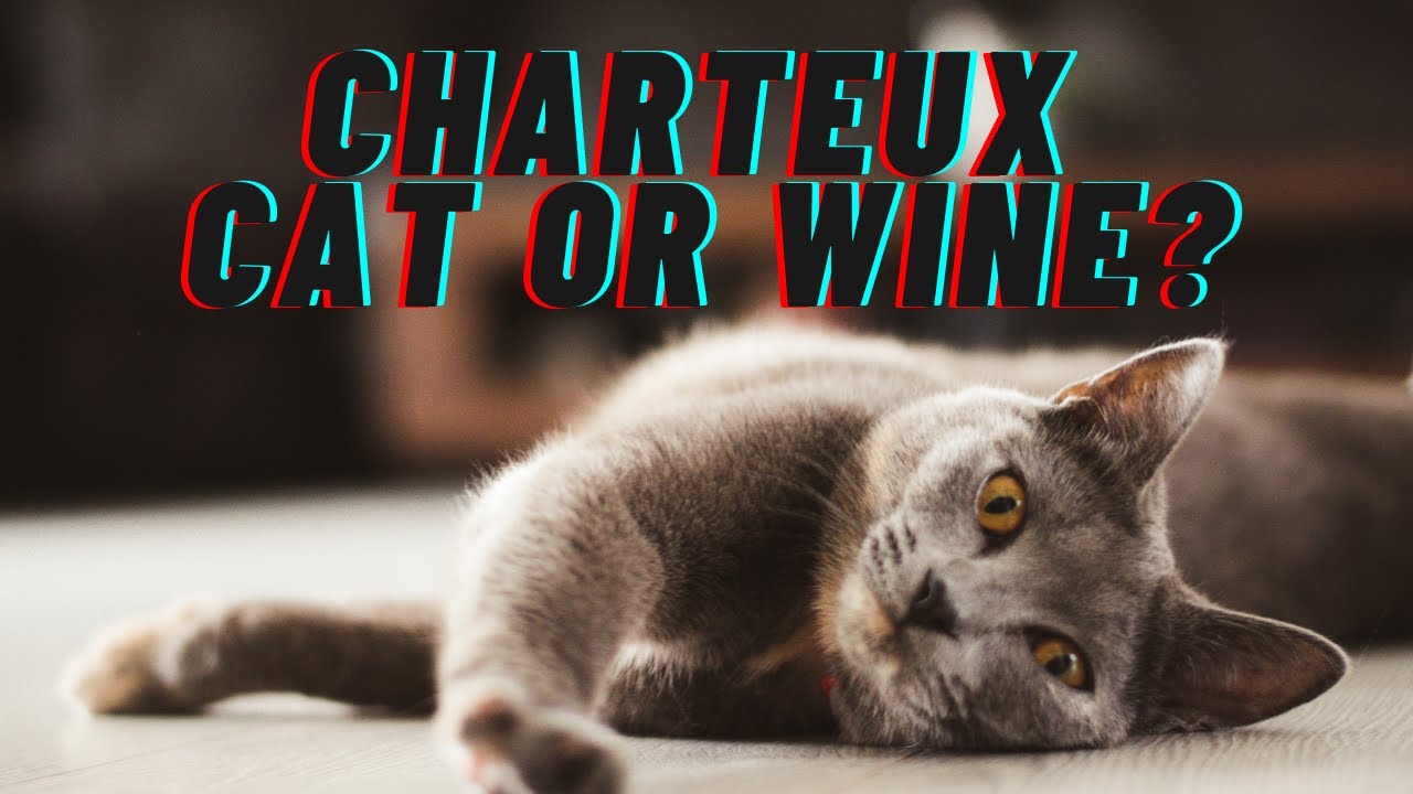 The history and characteristics of the chartreux cat - YouTube