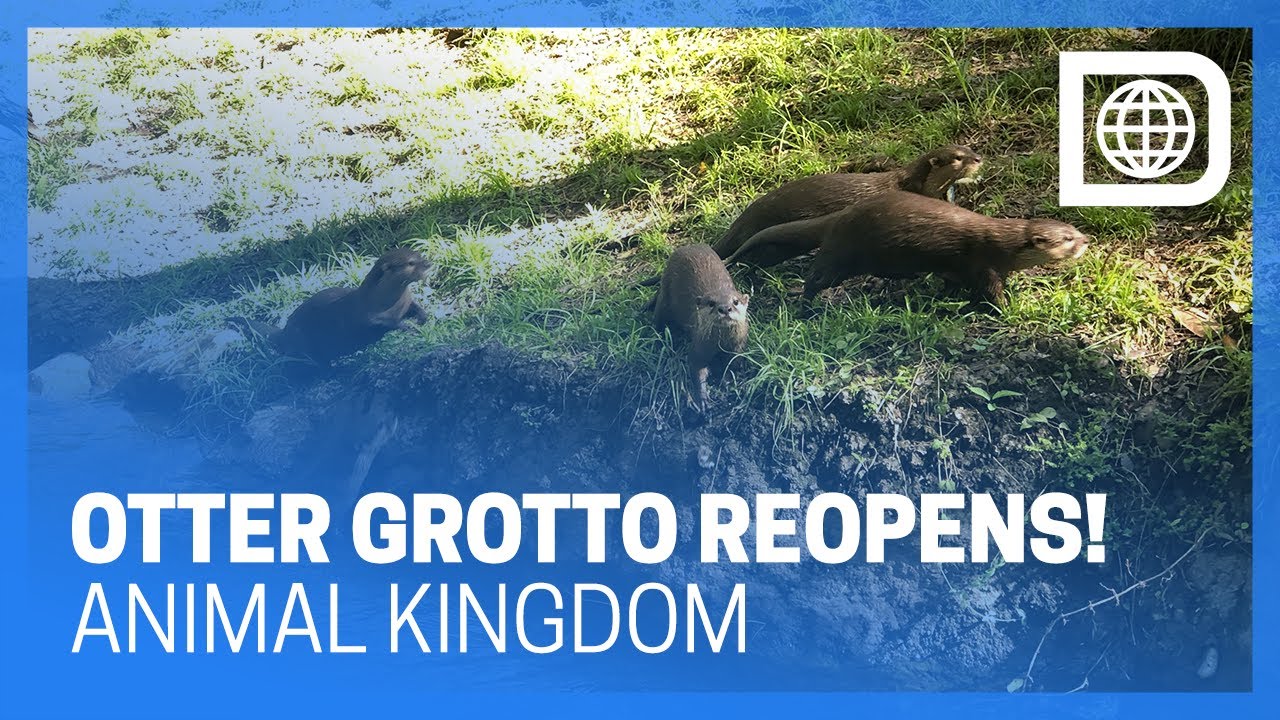 Otter Grotto Now Open at Animal Kingdom - YouTube