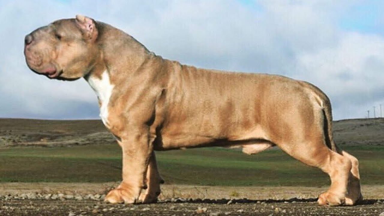 6 Perros Exóticos Que Son Únicos En El Mundo/razas de perros INCREÍBLES ...
