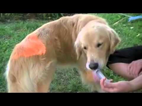 Raccoon vs. Dog - YouTube