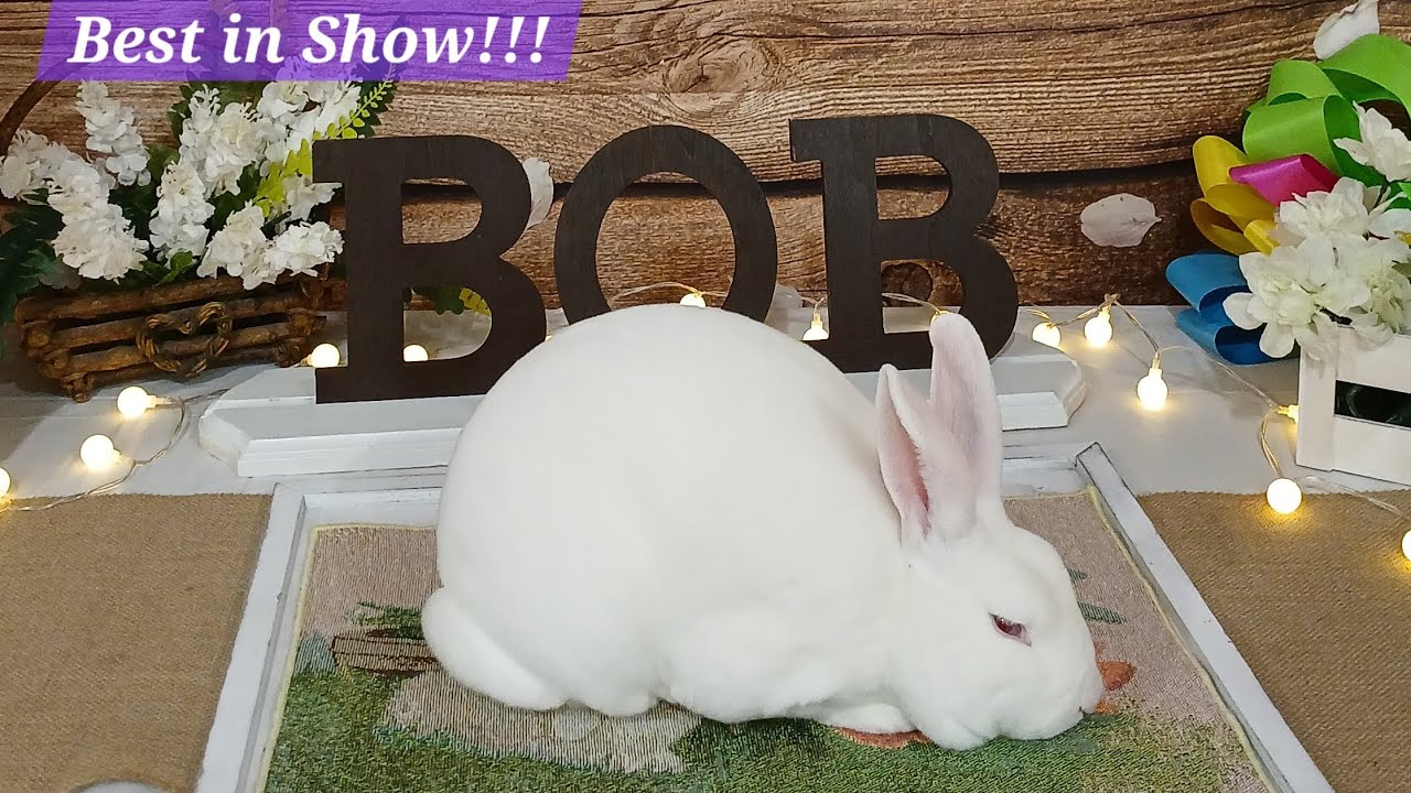 ARBA Rabbit Show (Rex) - YouTube