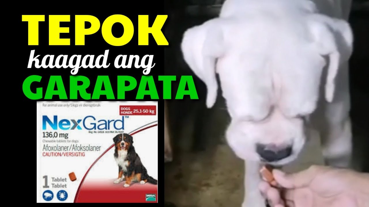 ANO MABISANG GAMOT SA ASONG MAY GARAPATA I DA HUSTLER'S TV - YouTube