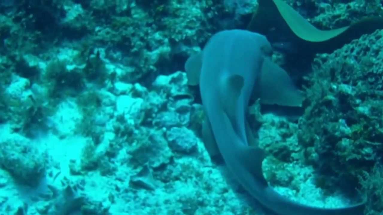 Shark vs EEL - YouTube