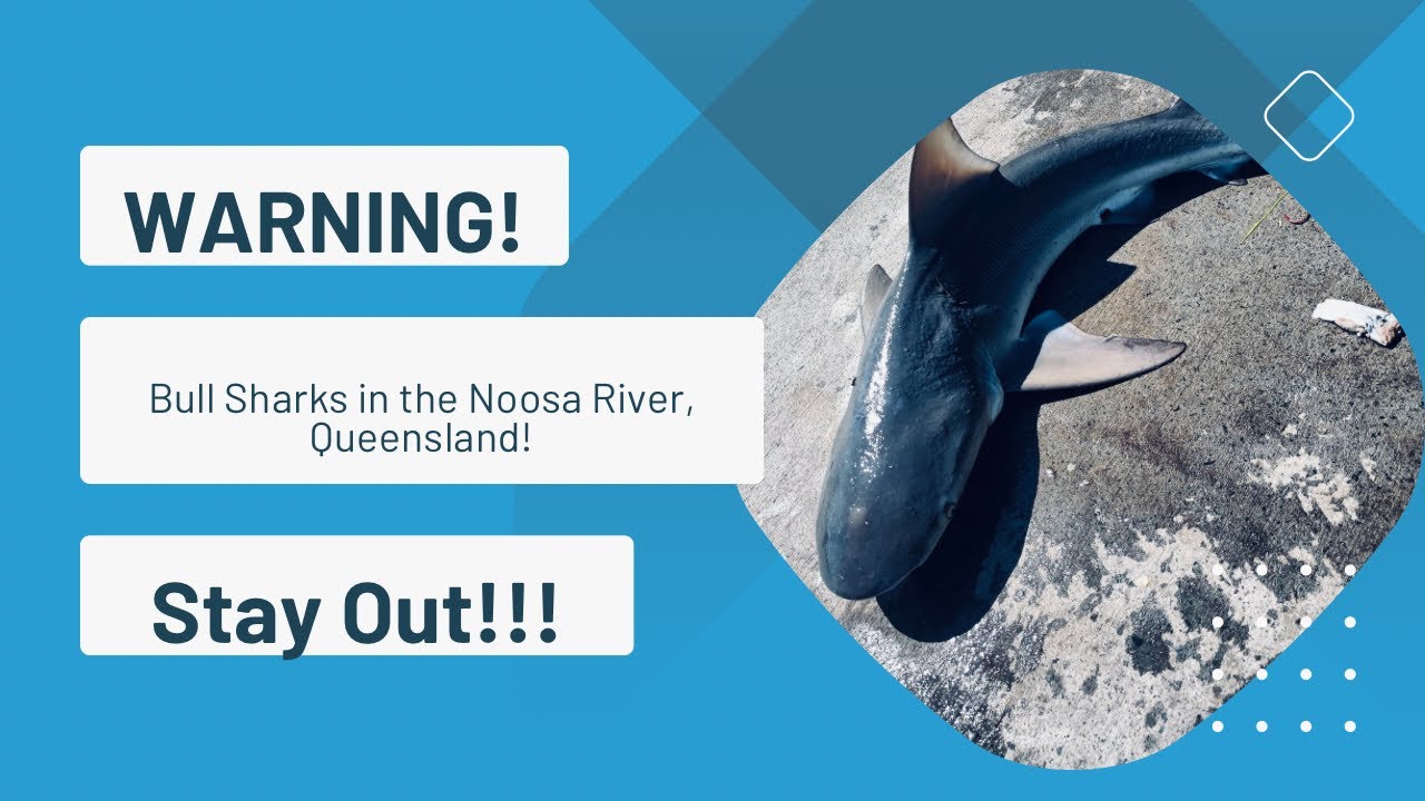 Bull Sharks in the Noosa River, Sunshine Coast Queensland Australia ...