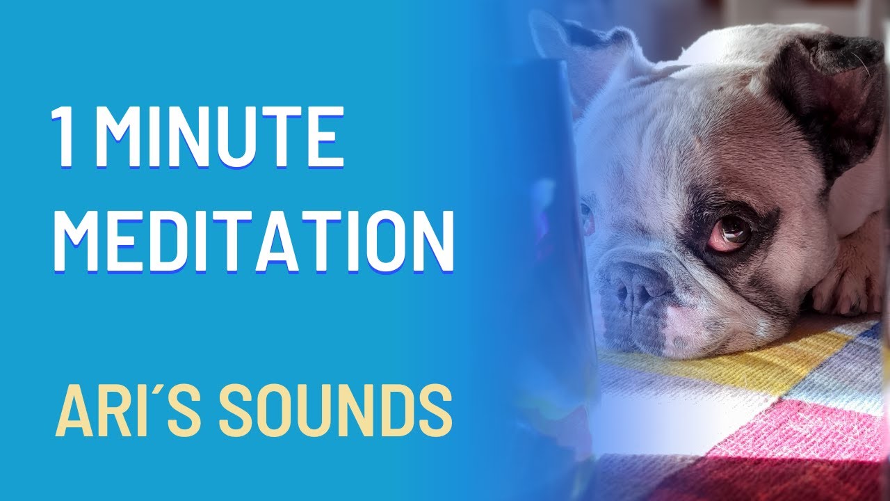 1 Minute Detox Meditation for Dogs - YouTube