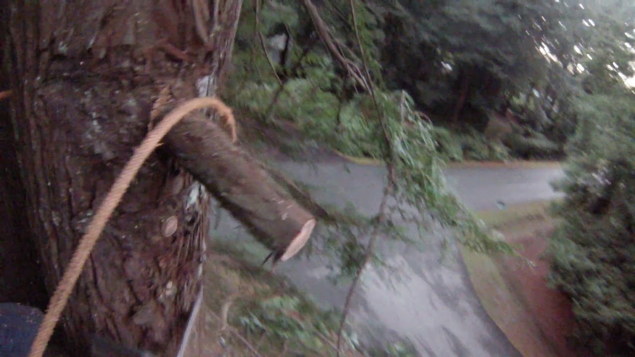 TREE WORK CLIMBING REDWOODS PART 2. 10/14/2020 - YouTube