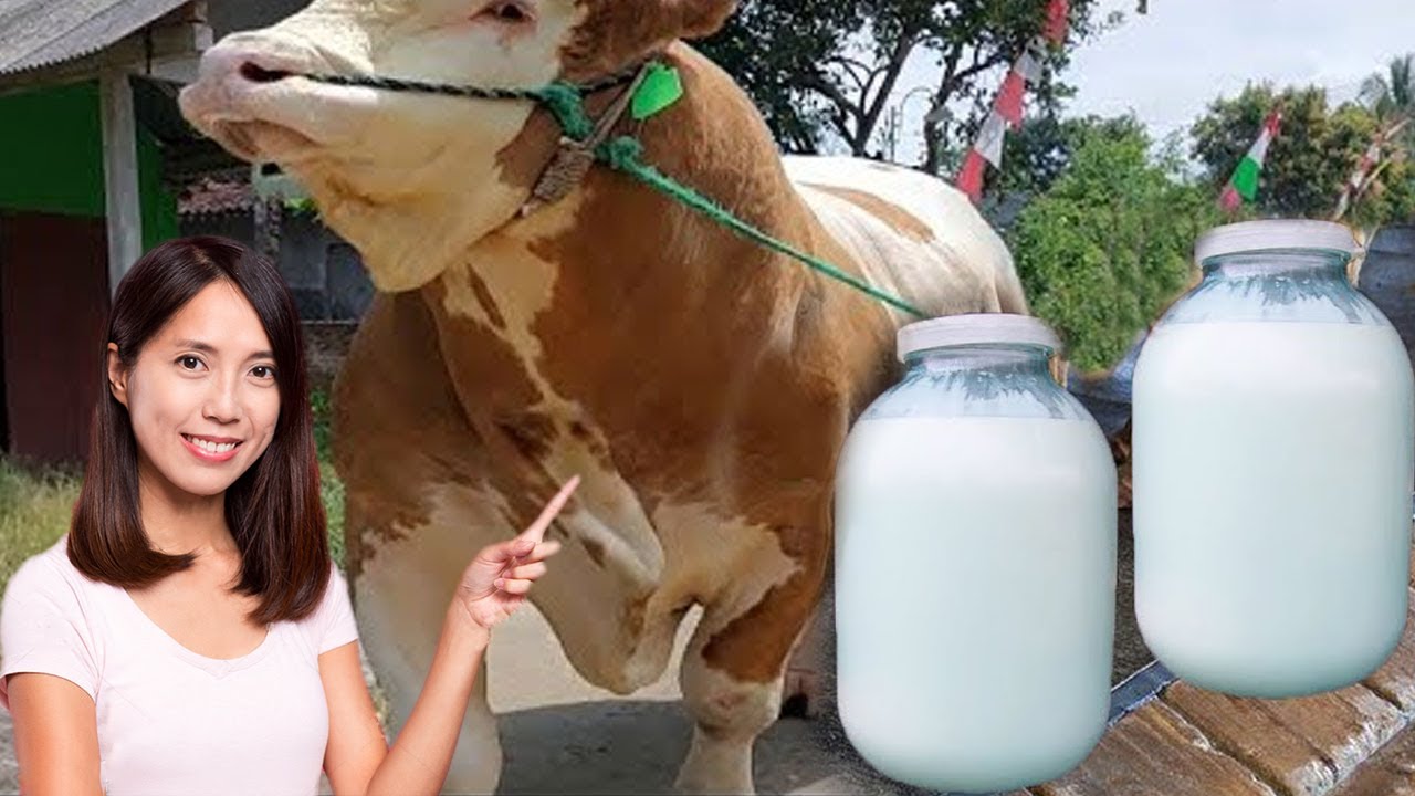 VOLVO Driver Calf Transportation Feeding Cow Shearing Milking Farming ...