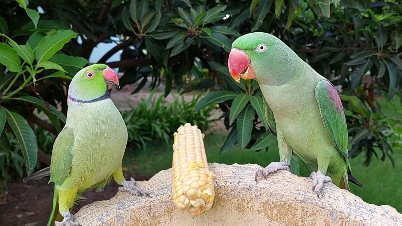 Mian Mithu Bhutta Khana Hai? | Parrots Eating Corn - YouTube