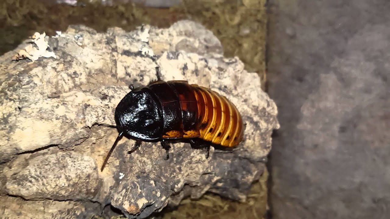 Madagascar hissing cockroach hiss - YouTube