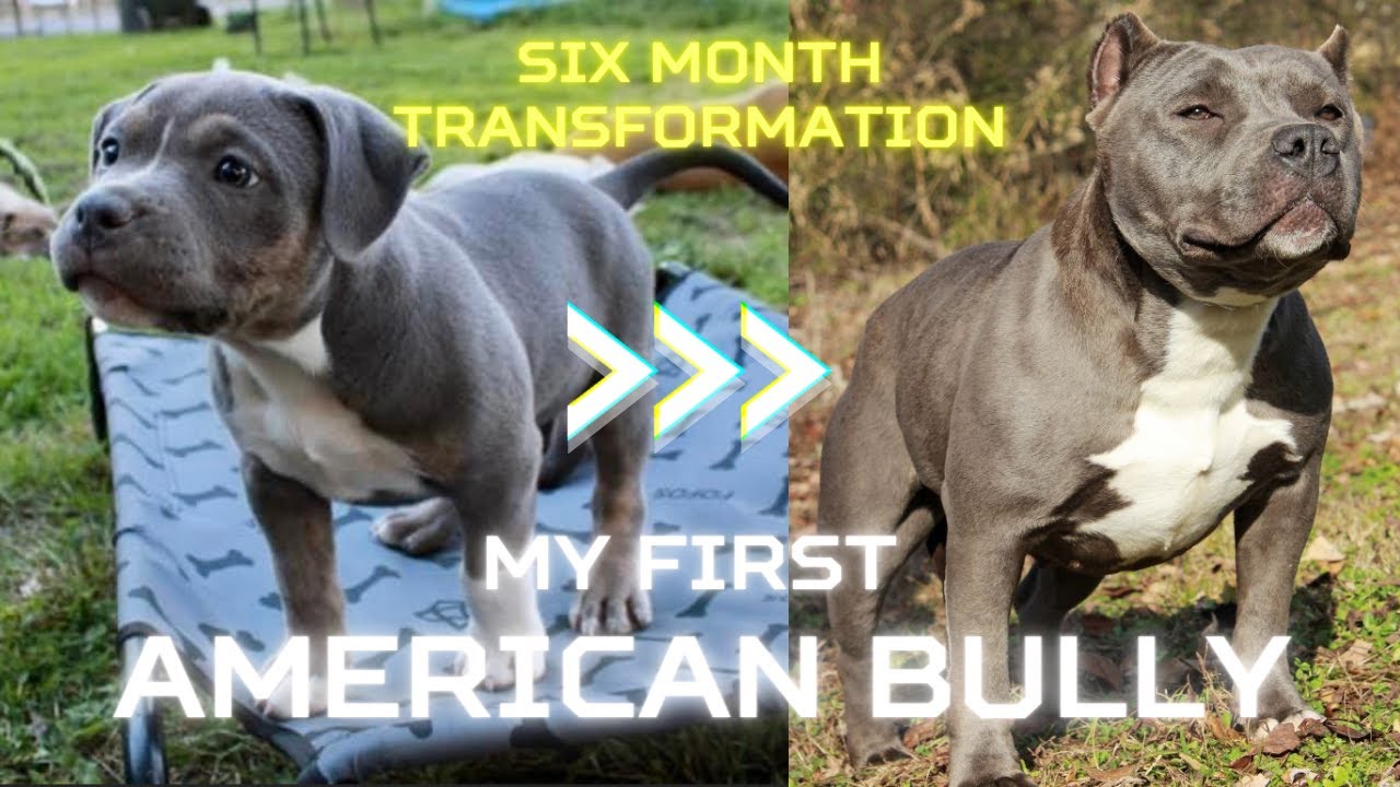 American Bully 6 month transformation (first bully + my experience ...