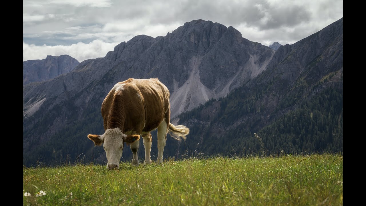 DESCRIPTION OF COW - YouTube